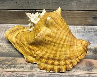 Large conch shell | Etsy