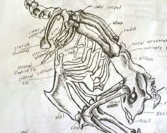 Chicken skeleton | Etsy