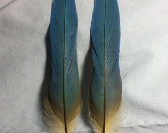 Exotic feathers | Etsy