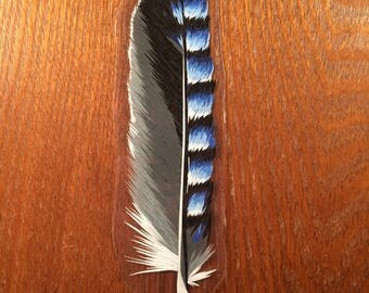 Blue jay feathers | Etsy