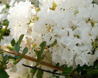 Crape myrtle tree | Etsy