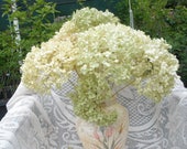Offering a variety of dried hydrangea flowers by HydrangeaRangers