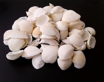 Bulk seashells | Etsy