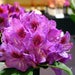Rhododendron The Honourable Jean Marie de Montague Strong