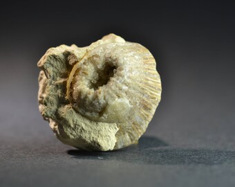 Petrified shell | Etsy