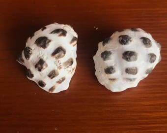 Hawaiian shells | Etsy