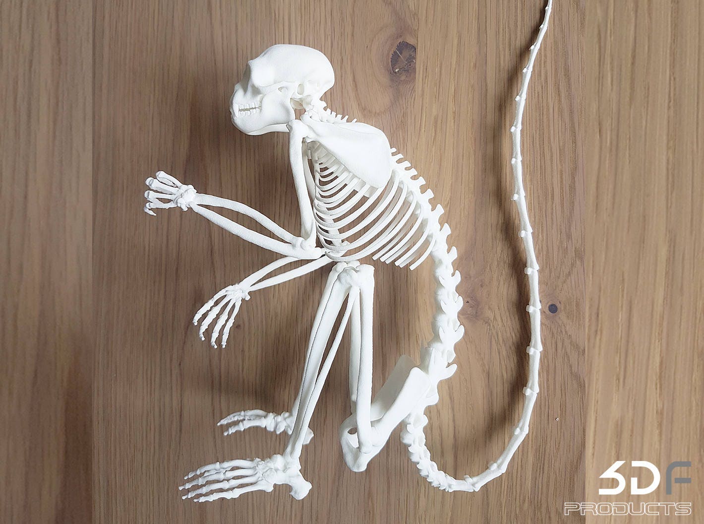 Capuchin Monkey Skeleton
