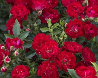 HirtsGardens on Etsy