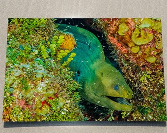 Moray eel art | Etsy