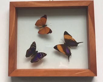 Butterfly display | Etsy
