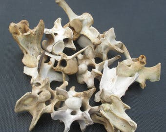 Deer vertebrae | Etsy
