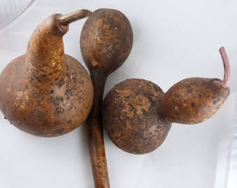 Dried gourds | Etsy