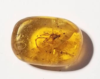 Amber insect | Etsy