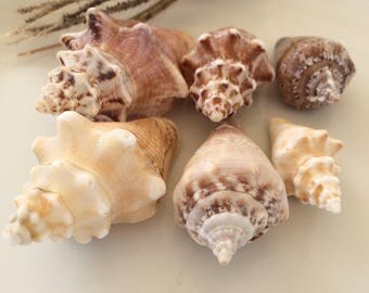 Bulk seashells | Etsy