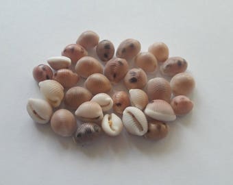 Coffee bean shell | Etsy