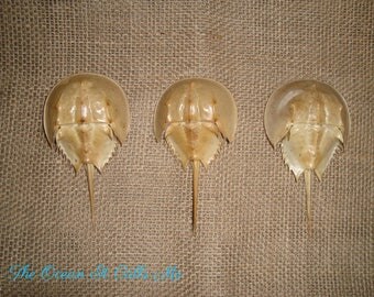 Atlantic Horseshoe Crab Shell with Tail and Legs Intact