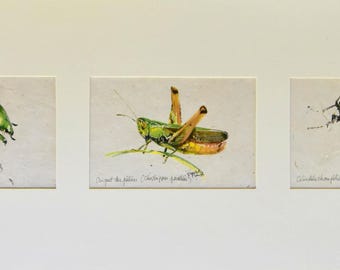 Peinture insecte | Etsy