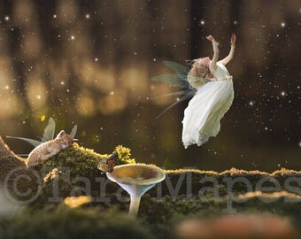 Kitten photography | Etsy