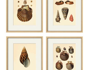 Antique Sea shell art print vintage nautical art print sea art