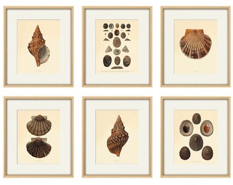 Antique Sea shell art print vintage nautical art print sea art