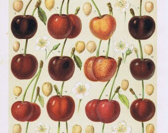 Cherry Branch Print Red Cherries Print Cherries Cherry Art