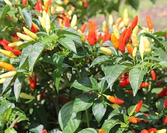 Ornamental pepper | Etsy