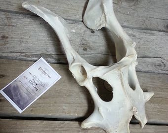 Animal skull mask | Etsy