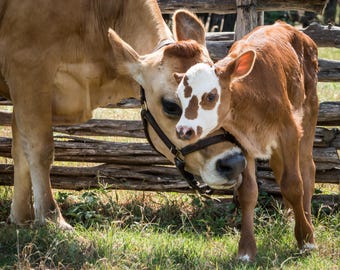 Cow photo 24x30 : black and white photography nature rural