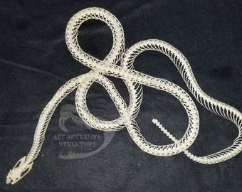 Black mamba snake | Etsy