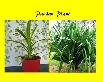 Indoor herb garden | Etsy