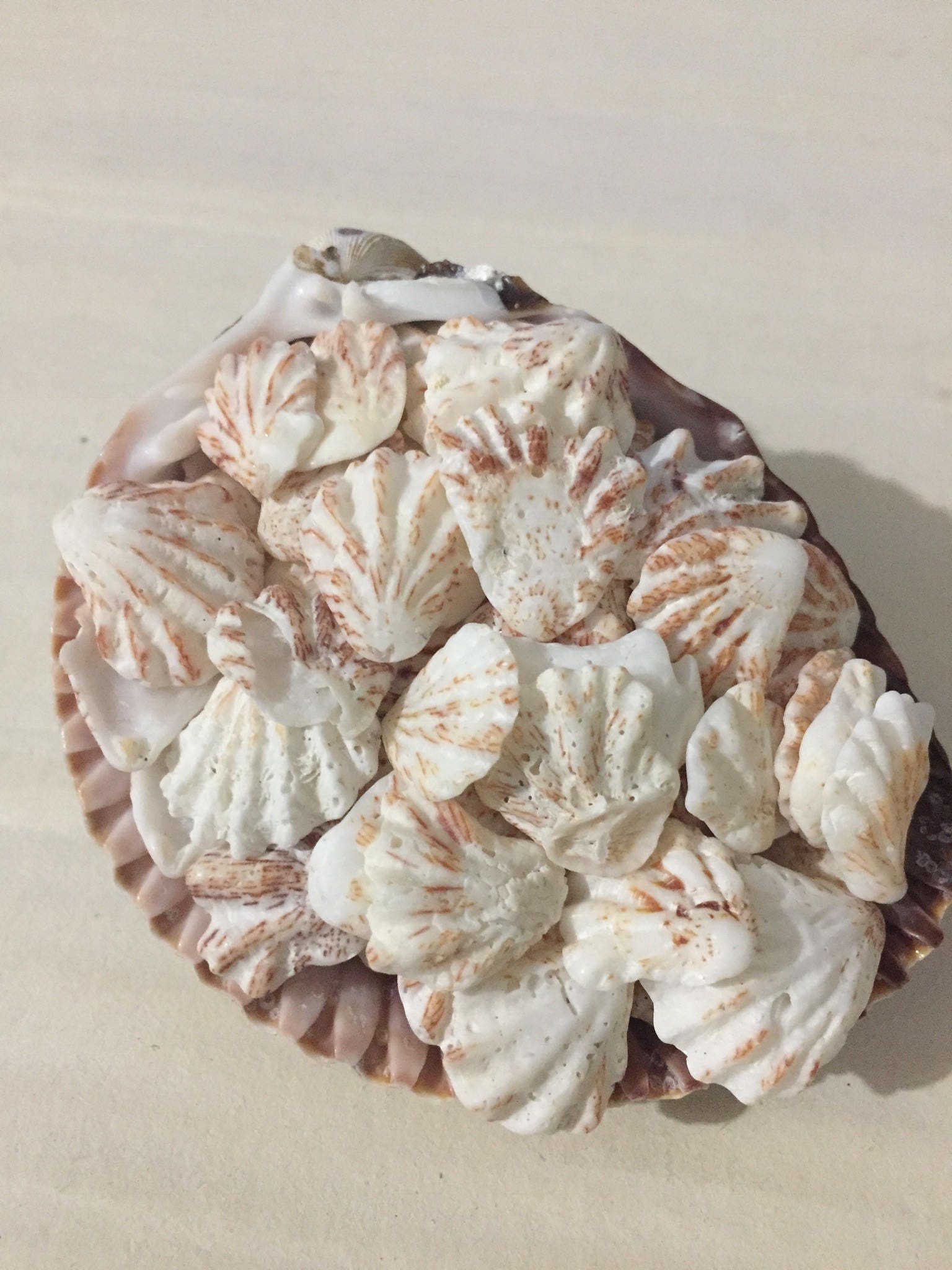 Over 100 Cats Paw Shells bulk Cats Paws Seashells Beach Crafts Sea ...