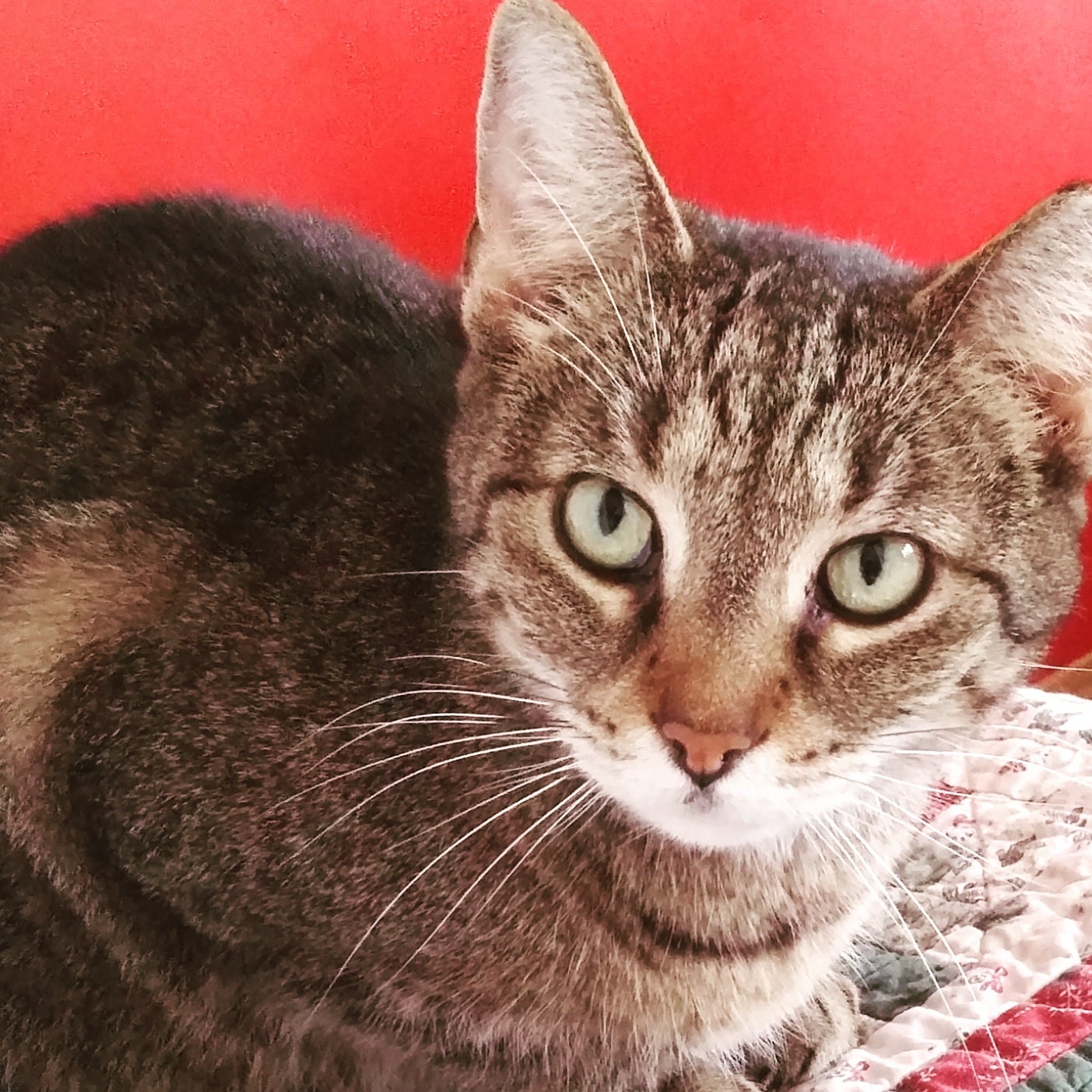 CAT AND DOG THEMED VINTAGE AND HANDMADE by KittiesandMutts on Etsy