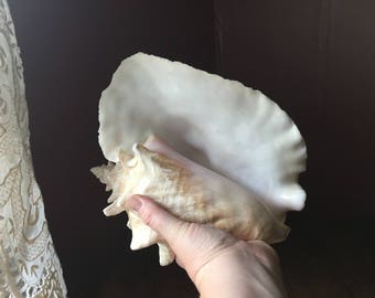 Conch shell | Etsy