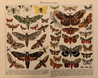 Antique insect print | Etsy