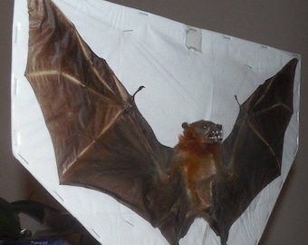 Taxidermy bat | Etsy