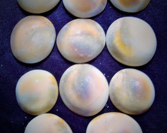 Cats eye shell | Etsy