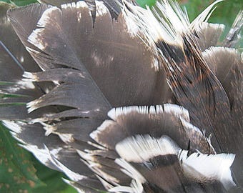Wild turkey feathers | Etsy