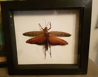 Insect taxidermy | Etsy