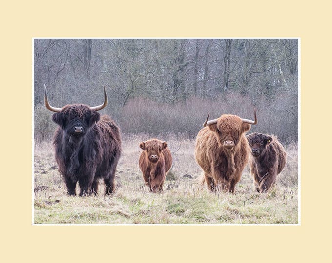 Featured listing image: The Herd - Highland Cattle Mounted or Framed Print