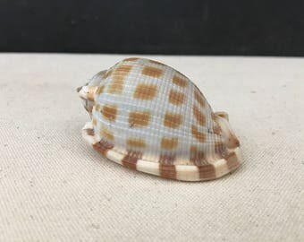 Scotch bonnet shell | Etsy