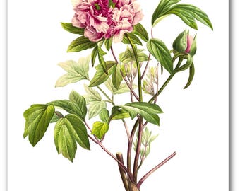 Peony drawing | Etsy