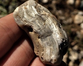 Calcification | Etsy