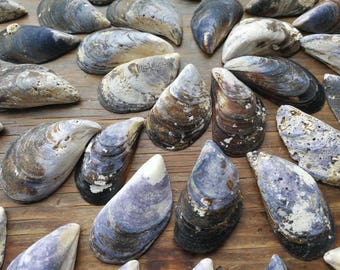 Mussel shells | Etsy
