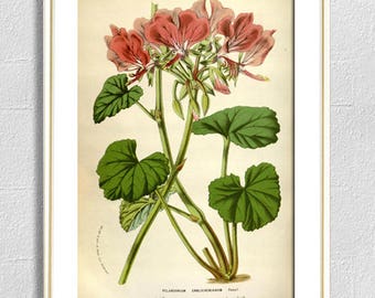 Geranium print | Etsy