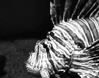 Datnoid Siamese Tiger Fish Vinyl Decal Sticker Aquarium FREE