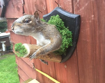 Taxidermy squirrel | Etsy