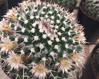 Offering Beautiful Succulent Plants Online by SucculentBeauties