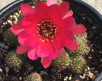 Cactus rose | Etsy