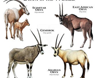 Oryx | Etsy