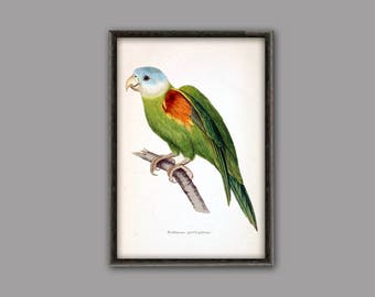 Parrot poster | Etsy